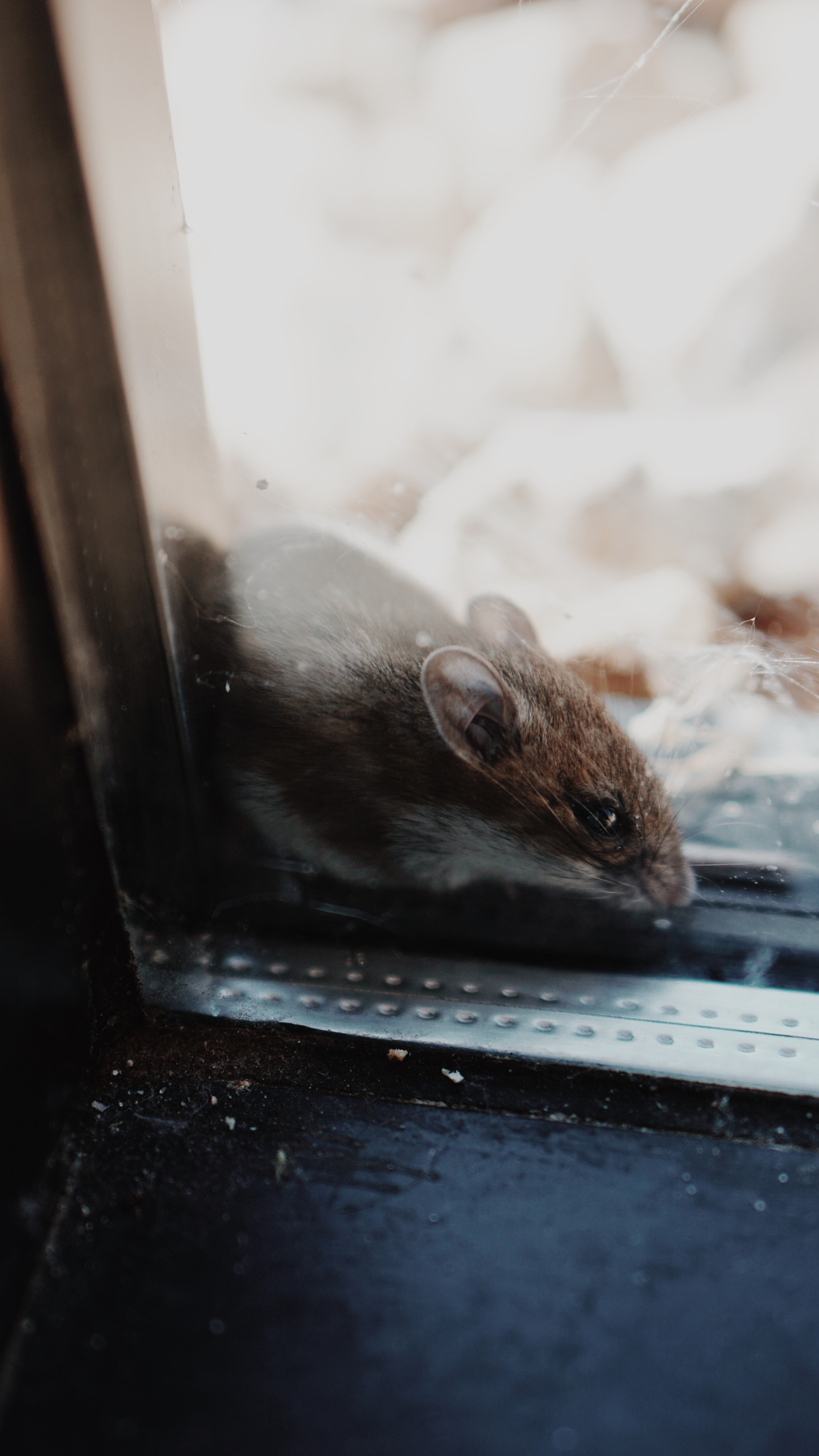 Helpful Digital - What the Hackney Rat can teach us about online engagement